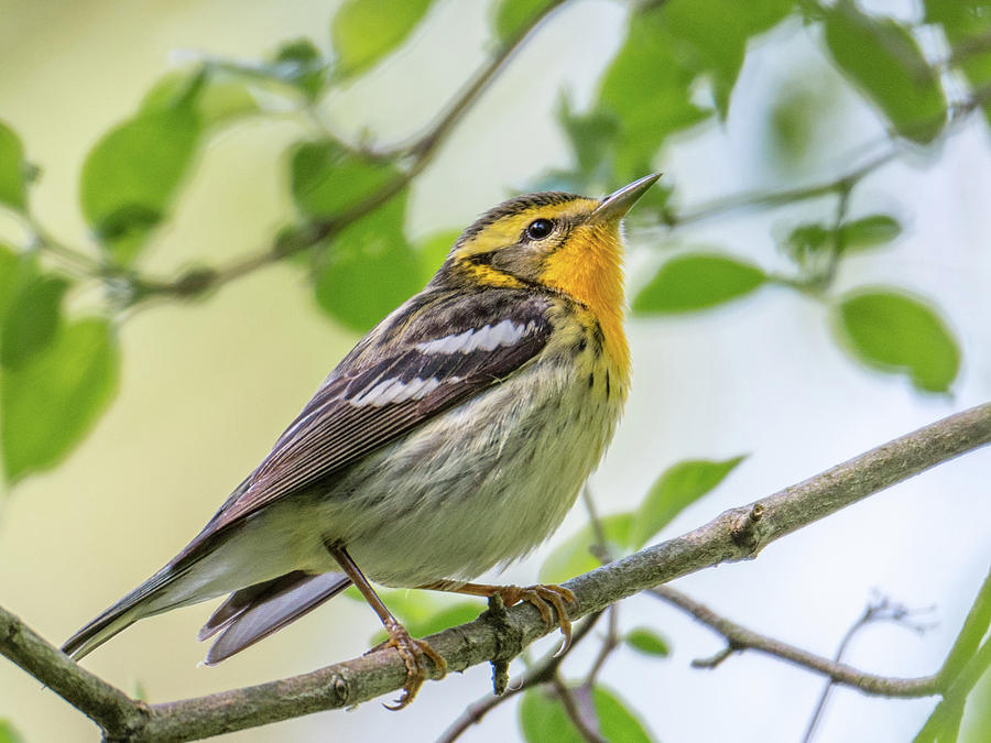 Blackburnian Warbler Photograph by Noble Nuthatch - Fine Art America