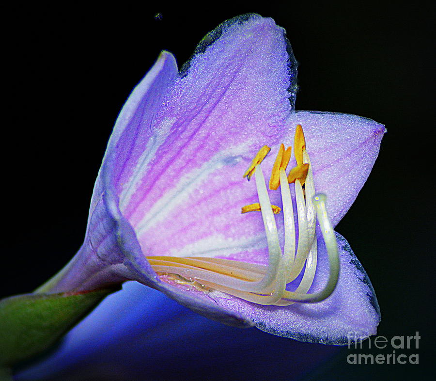 Blue Flower Photograph By Elliot Mazur Fine Art America