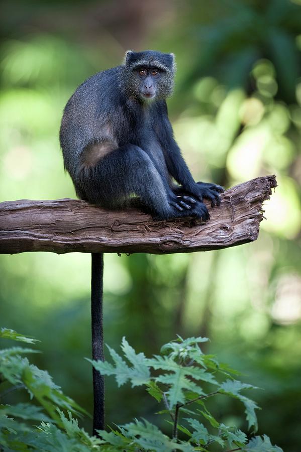 Blue Monkey (cercopithecus Mitis) Photograph by Nick Garbutt | Pixels