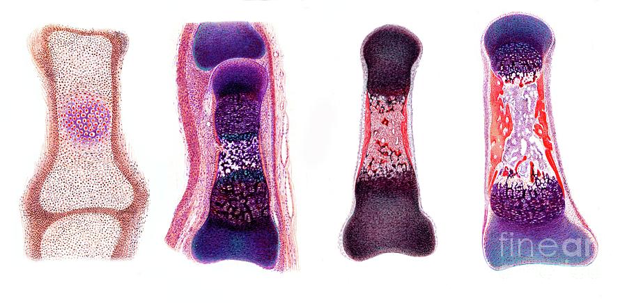 Bone Development by Science Photo Library