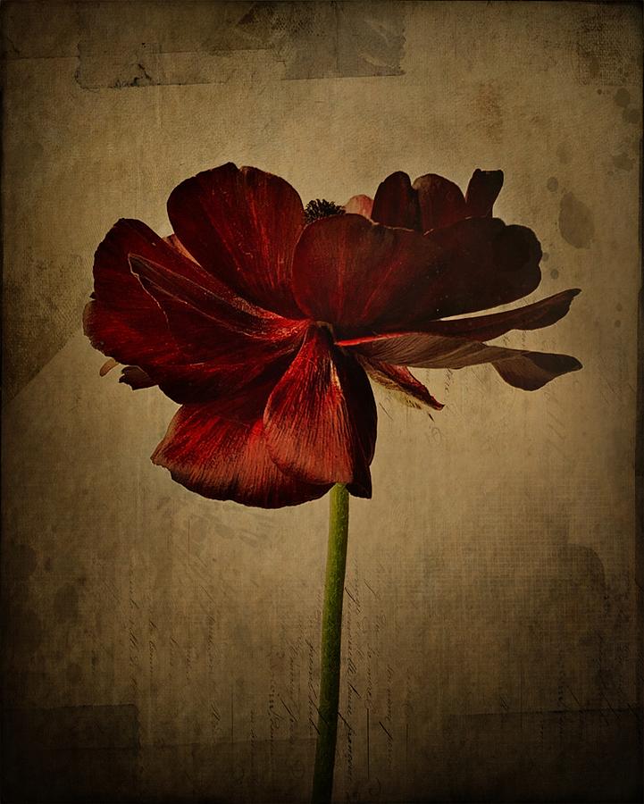 Botanical Journal Entry 254 Photograph by Robyn Barron - Fine Art America Botanical Journal Entry 254 Photograph by Robyn Barron - Fine Art America