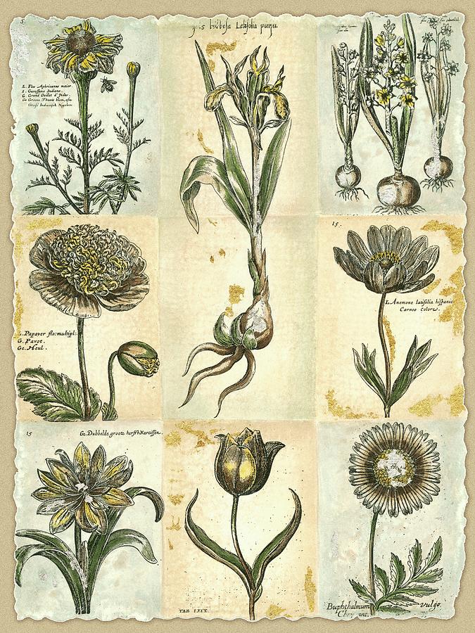 Botanical Patchwork II Painting by Vision Studio - Fine Art America