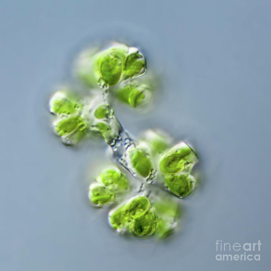 Botryococcus Sp. Algae Photograph by Gerd Guenther/science Photo ...