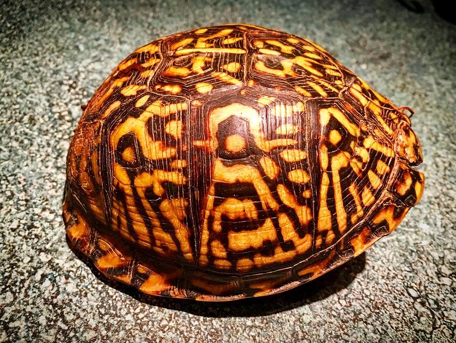 Box turtle art Photograph by Micky Roberts | Fine Art America