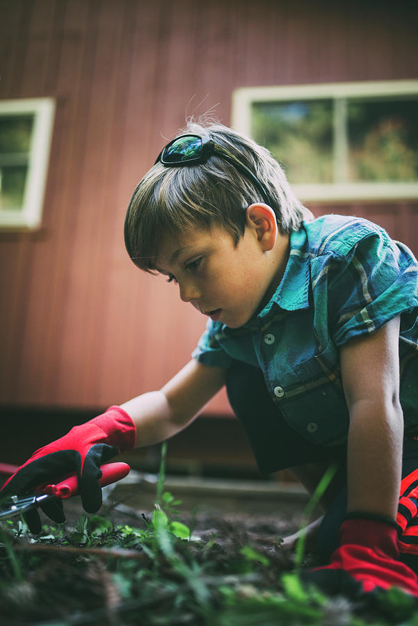 Boy Pruning Plants While Gardening At Backyard Photograph by Cavan ...