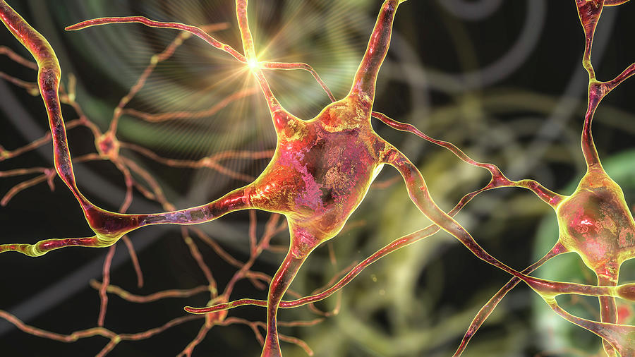 Brain Neuron, Artwork Photograph by Kateryna Kon - Fine Art America