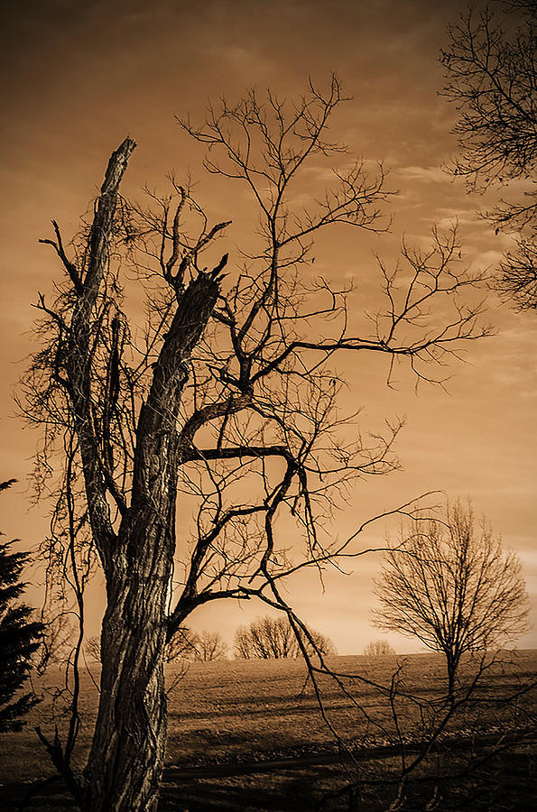 Broken Tree Photograph by Suzy Quigley - Fine Art America