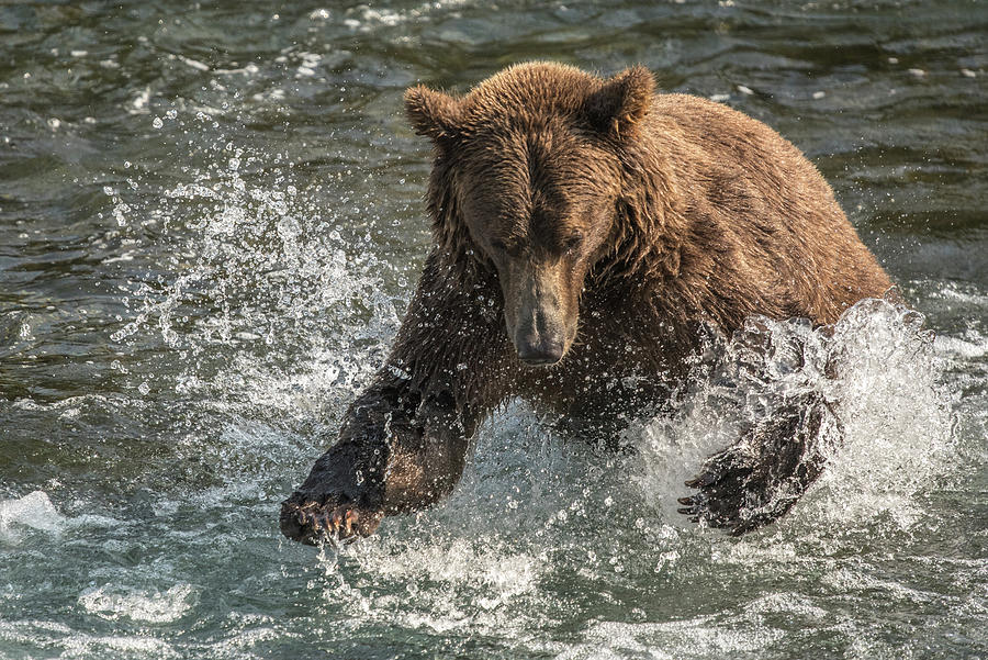 Brown Bear Pounces In Water With Claws Out, Katmai, Alaska Photograph ...