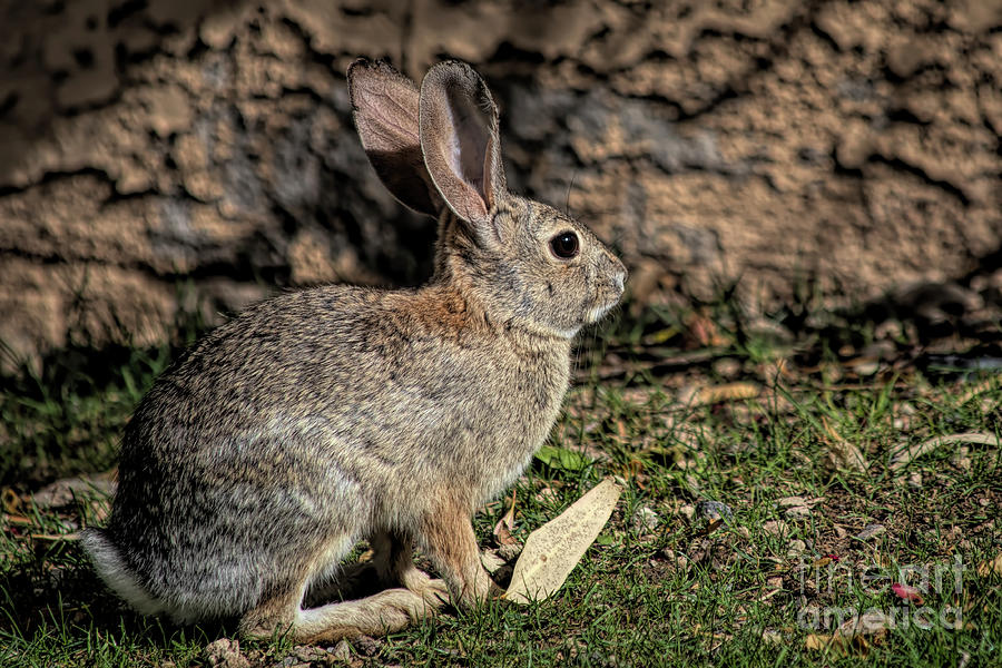 Brown Rabbit Photograph by Elisabeth Lucas - Fine Art America