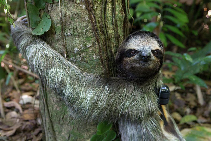 Brown Throated Three Toed Sloth Wearing Sloth Backpack Photograph By Suzi Eszterhas Naturepl