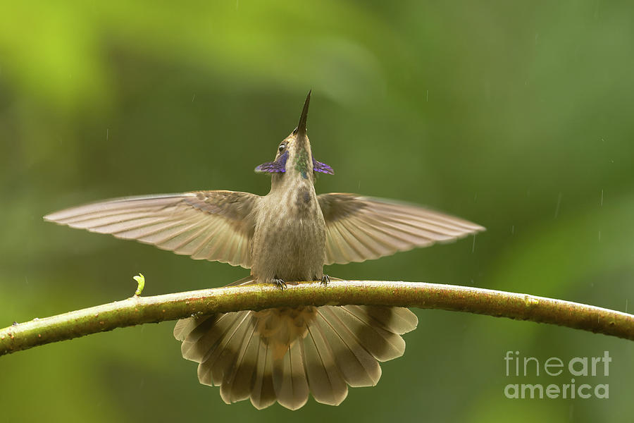 Brown Violetear Hummingbird Photograph by Dr P. Marazzi/science Photo ...