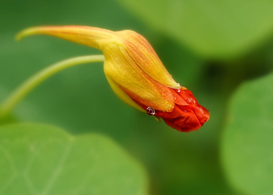 Budding Photograph By Lucie Gagnon Fine Art America