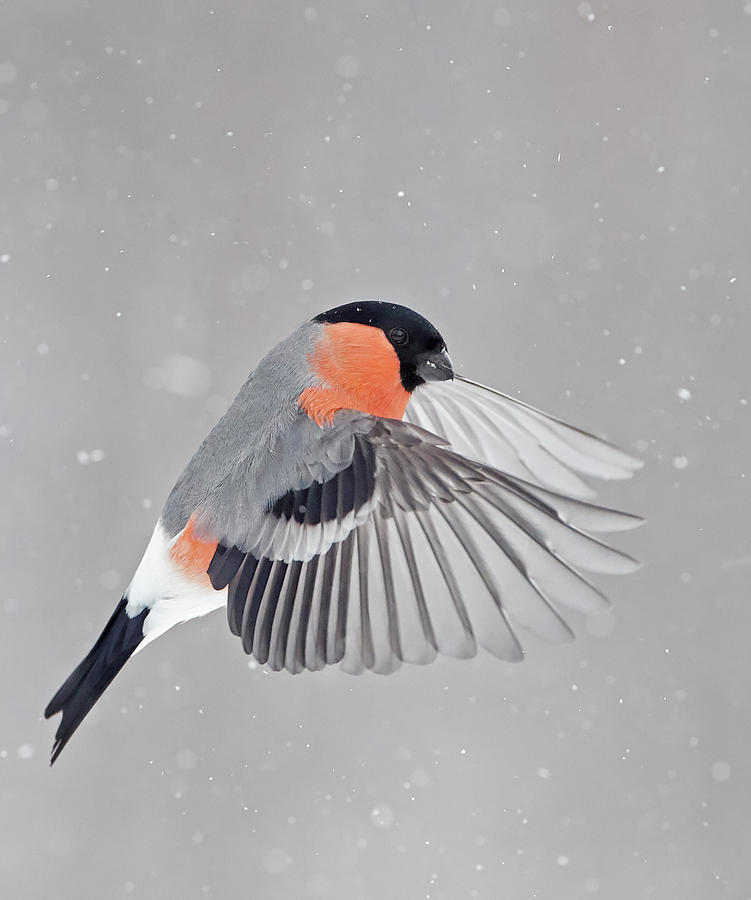 Bullfinch In Flight, Kuusamo, Finland, March Photograph by Markus ...