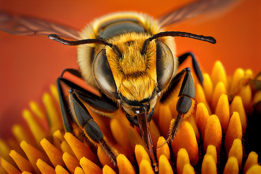 Busybee Photograph by Marcel Egger - Fine Art America