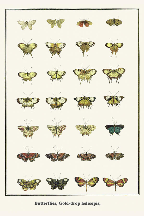 Butterflies Gold drop helicopis Painting by Albertus Seba Pixels