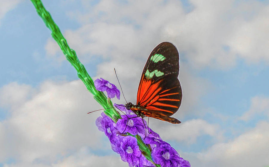 Butterfly In The Clouds Photograph by Kevin Lane - Fine Art America