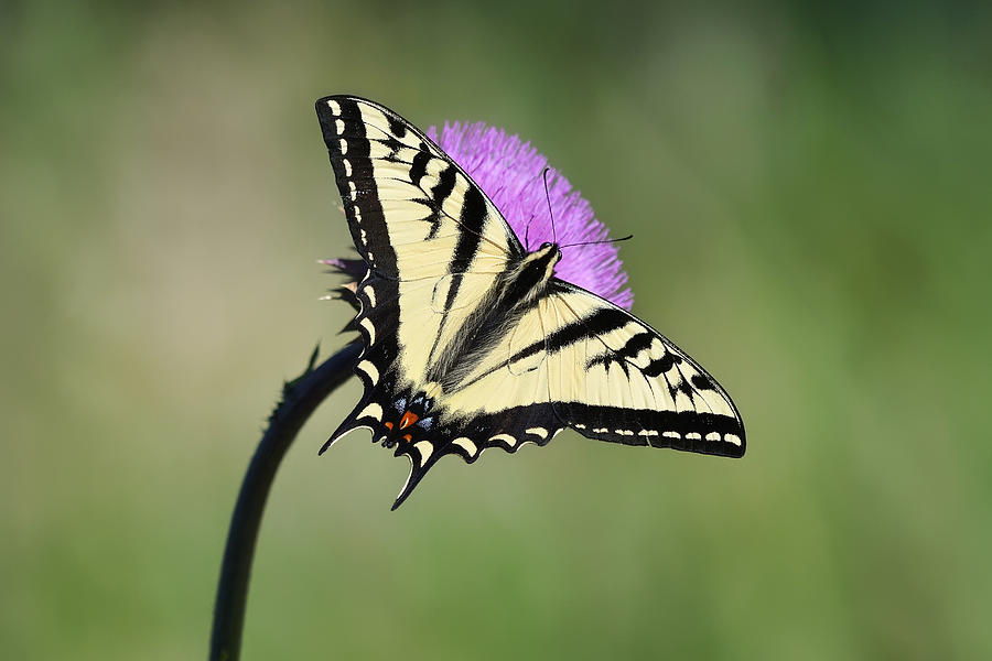 Butterfly Photograph by Xiang Yang Cui - Fine Art America