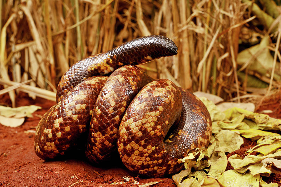 Calabar Burrowing Boa Snake In Defensive Ball, Captive Photograph by ...