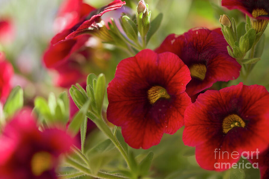 Calibrachoa 'calitastic Dark Red' Flowers by Maria Mosolova/science ...