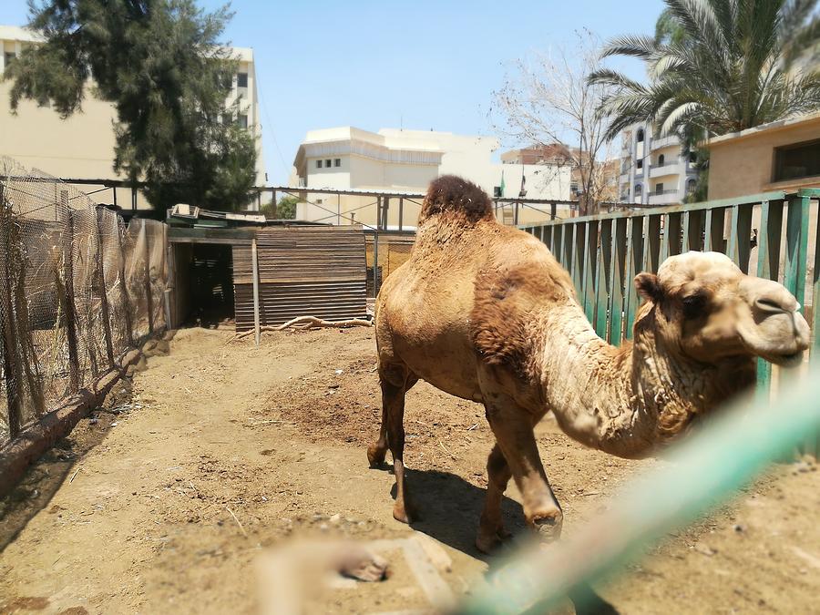 Camel Coming Over To Greet baby Visitor Photograph by Mohamed Ahmed ...