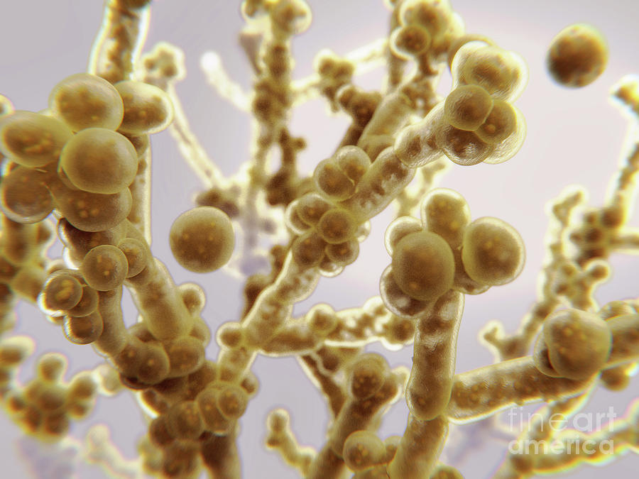 Candida Auris Fungus by Science Photo Library