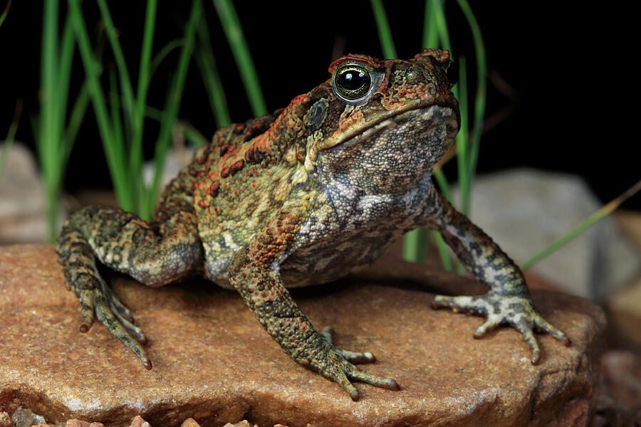 Cane Toad Invasive Species Introduced To Australia. Mount Photograph by ...