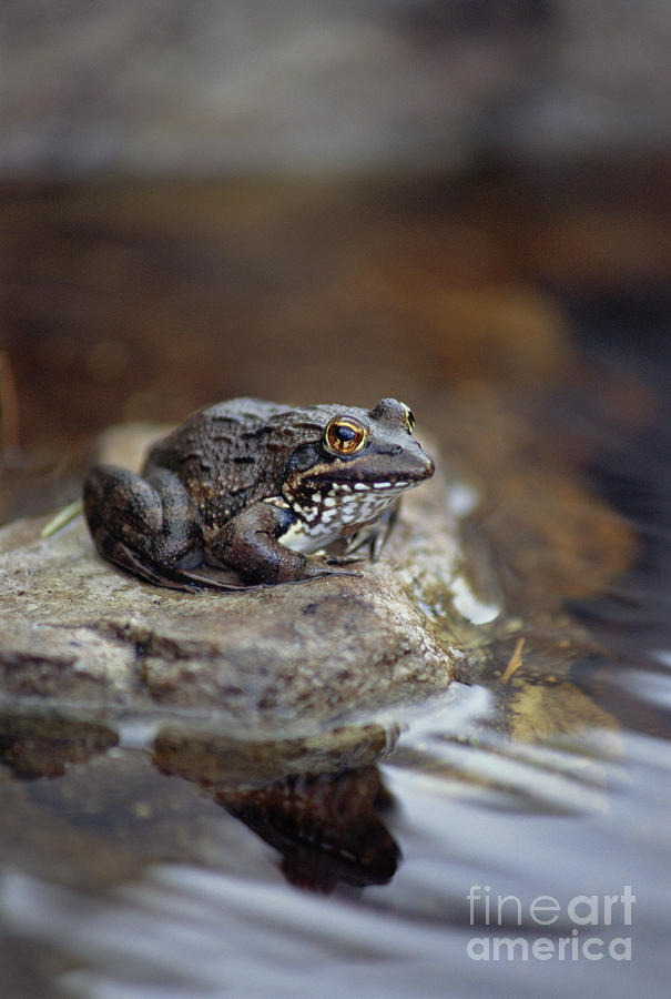 Cape River Frog Photograph by Peter Chadwick/science Photo Library - Pixels
