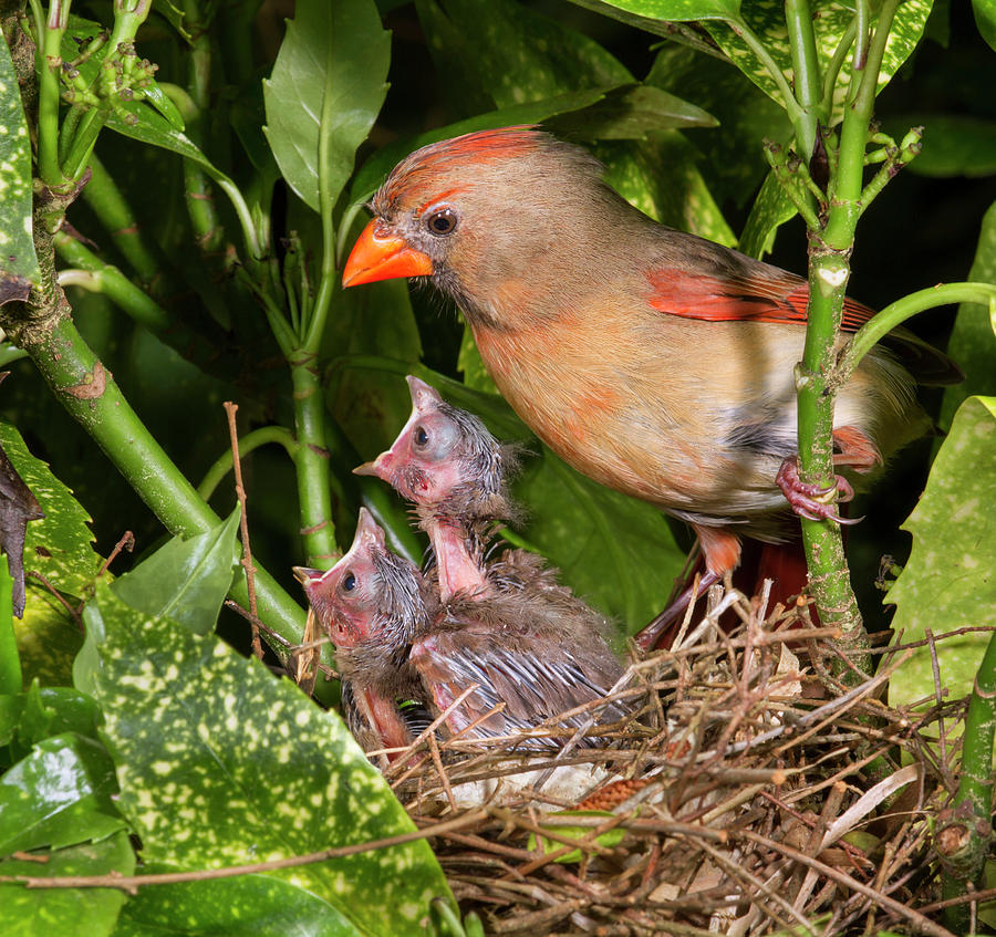 Cardinal With Chicks Photograph by Ivan Kuzmin - Fine Art America