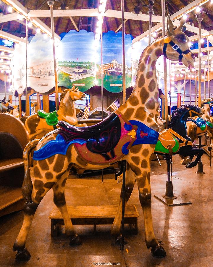 Carousel Giraffe Photograph by Gil Peters-thurman - Fine Art America
