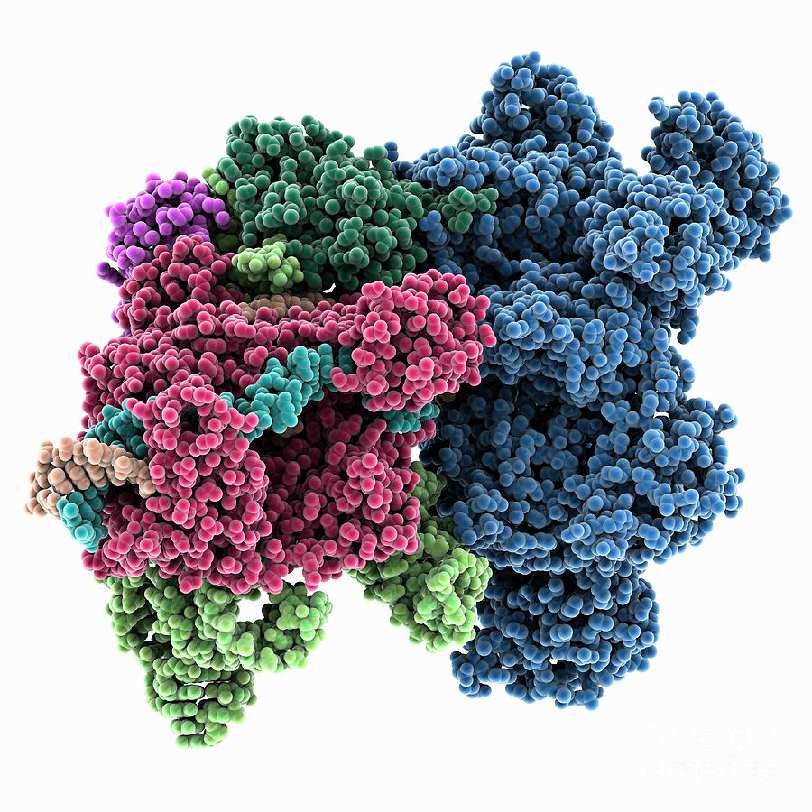 Cas12k-transposon Recruitment Complex by Science Photo Library