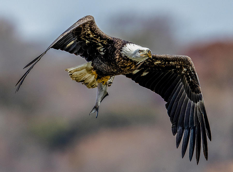 Catch Meal Photograph by Qiang Liu - Pixels