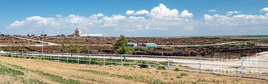 Cattle Feed Yard Photograph By Science Photo Library Fine Art America