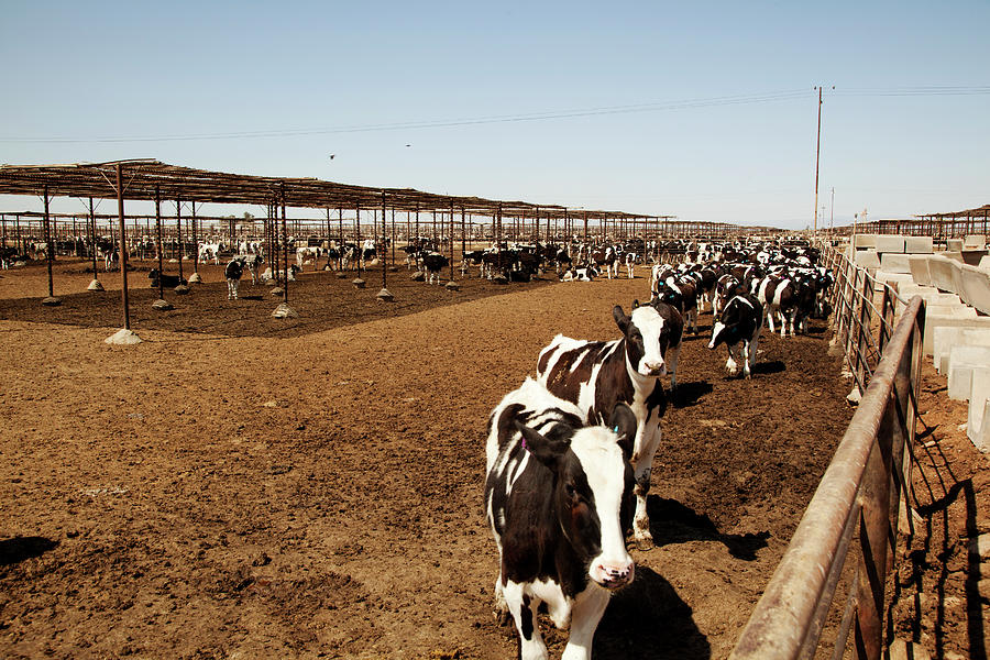 Cattle by Simon Willms
