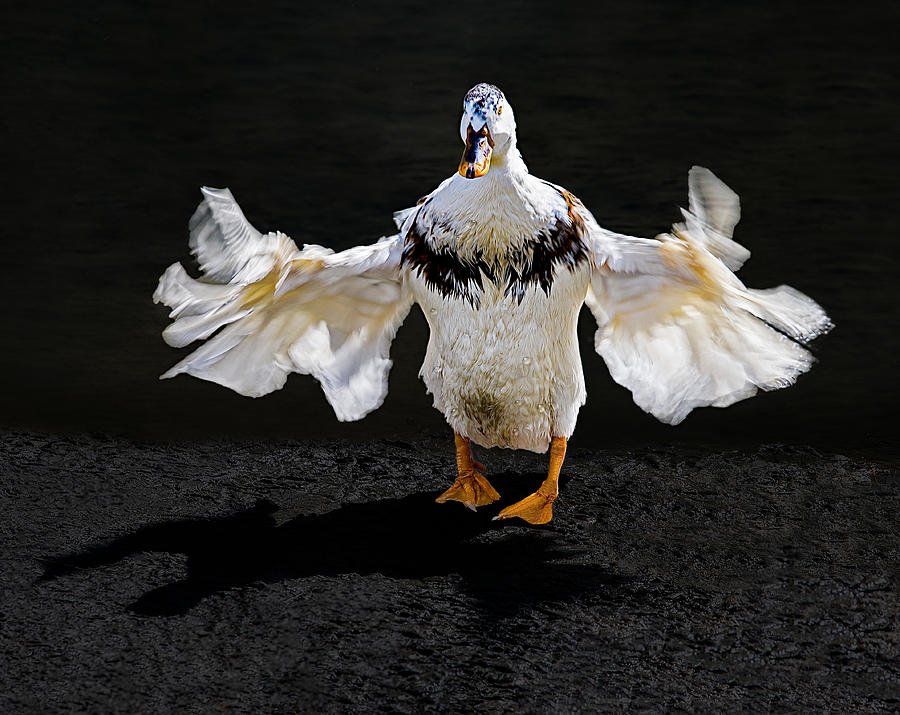 Catwalk Photograph by Sayyed Nayyer Reza - Fine Art America Catwalk Photograph by Sayyed Nayyer Reza - Fine Art America