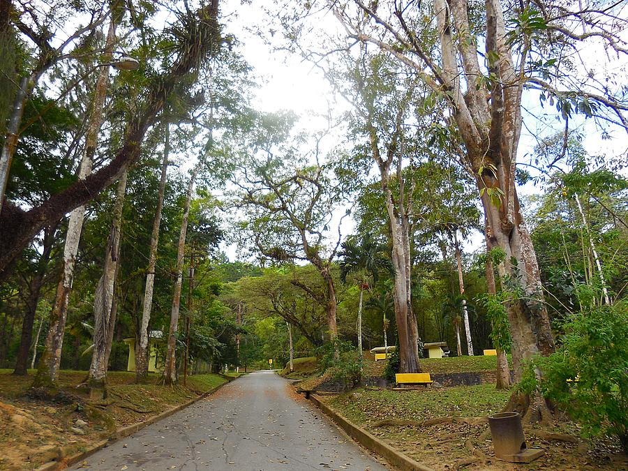 Caura Photograph by Gersha Ache - Fine Art America