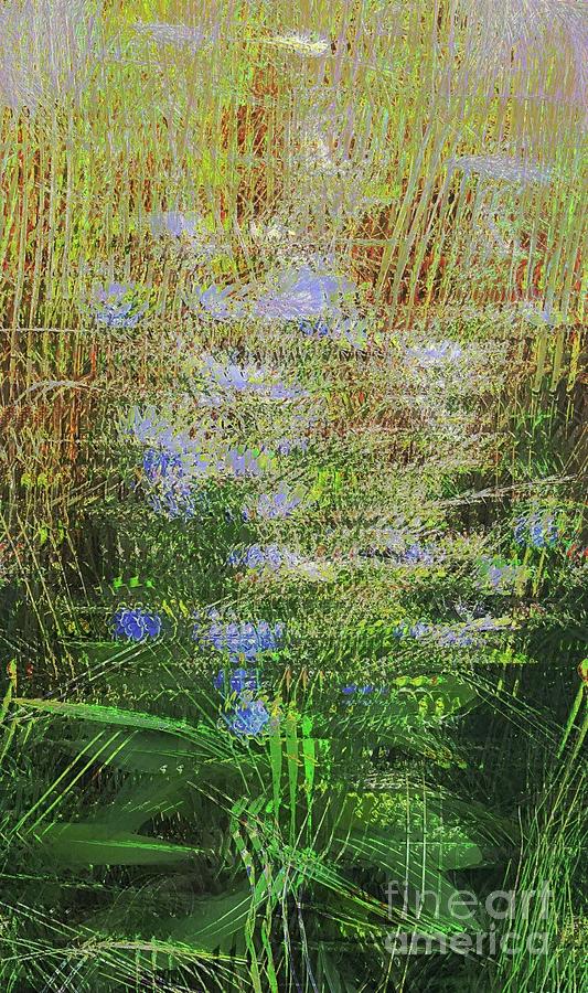 Chicorees dans les champs Digital Art by Dominique Favre - Fine Art America