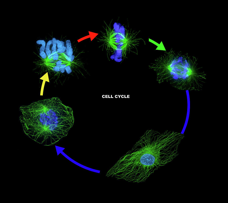 Cell Cycle Digital Art by Keith DeLuca - Fine Art America