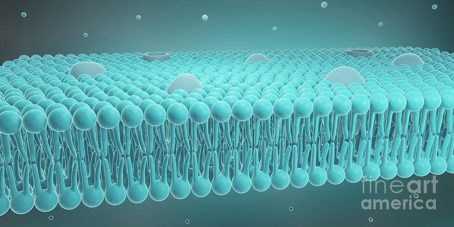 Cell Membrane Photograph by Artur Plawgo / Science Photo Library - Pixels