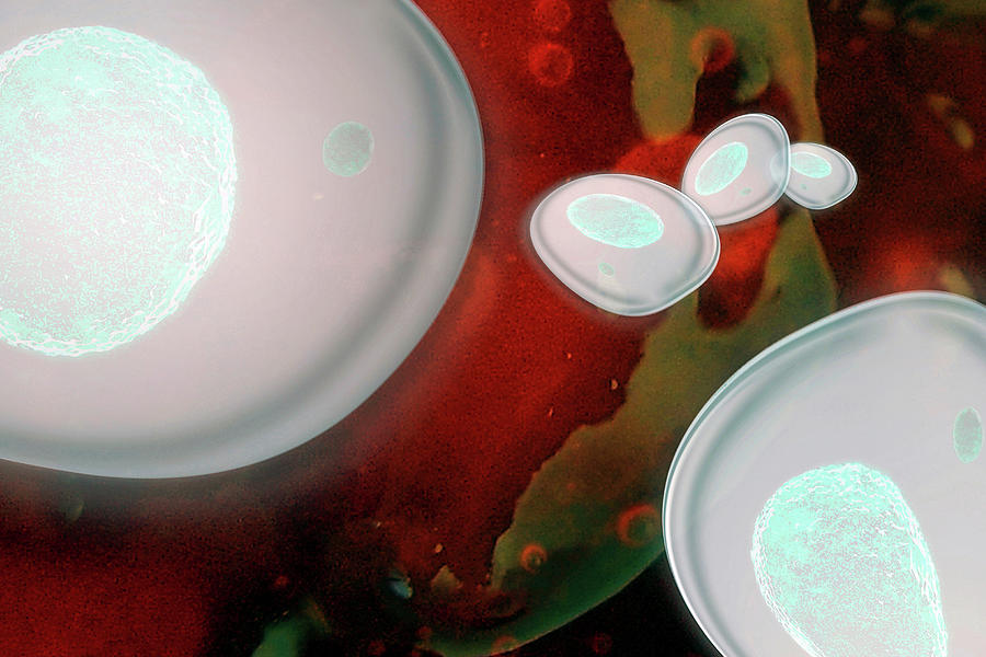 Cells Under Microscope Digital Art by Sigrid Gombert - Fine Art America