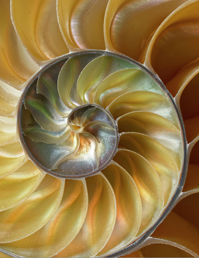 Chambered Nautilus Shell Pattern Photograph by Adam Jones | Pixels