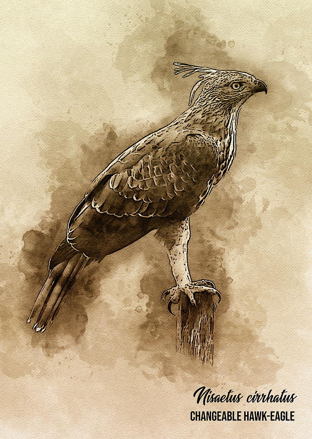 Changeable hawk-eagle Digital Art by Andreas AK - Fine Art America