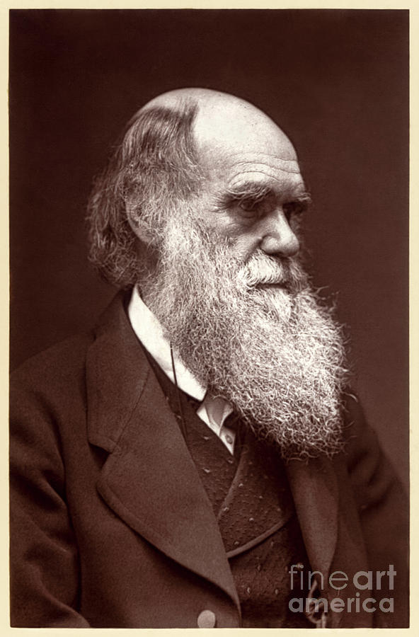 Charles Darwin: English Naturalist Photograph by Elliott & Fry Studio - Fine Art America