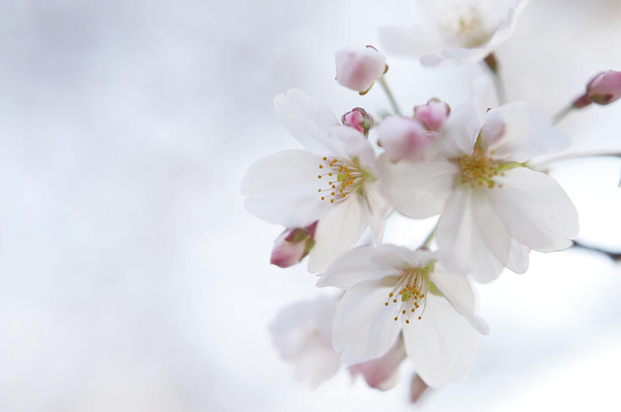 Cherry Blossom By Ayako Tamura