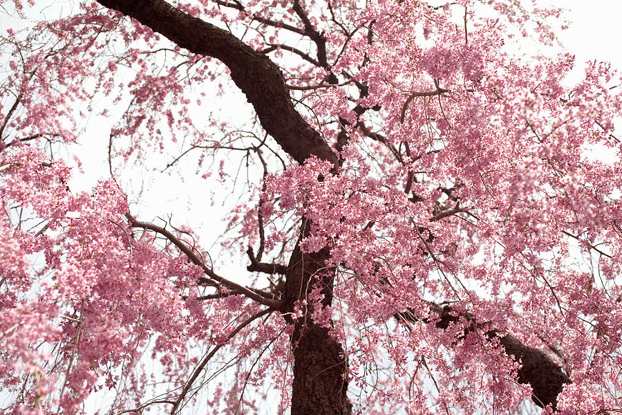 Cherry Blossom In Park, Low Angel View by Michael Duva