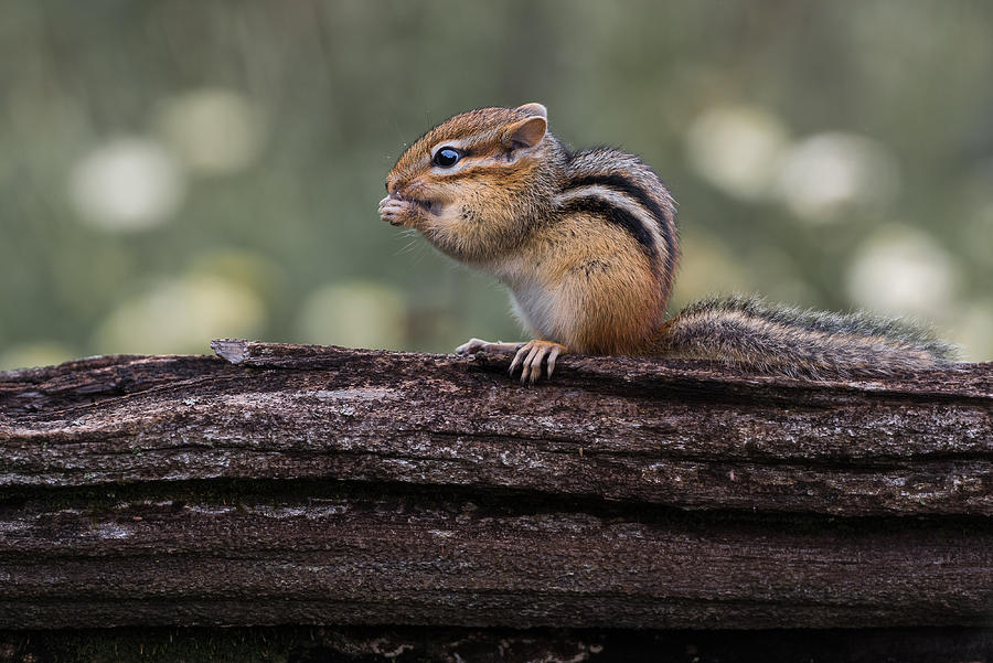 Chipmunk Devotion Photograph by Patrick Dessureault - Fine Art America