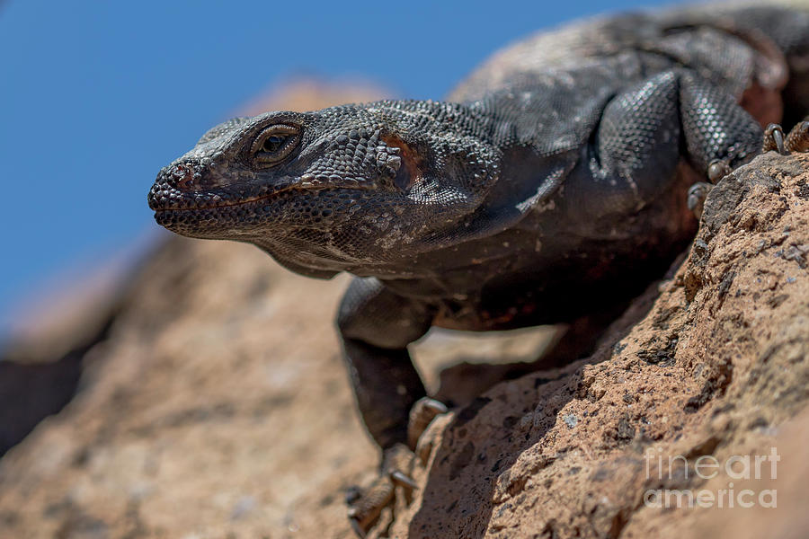 Chuckwalla Photograph by Leia Hewitt - Pixels