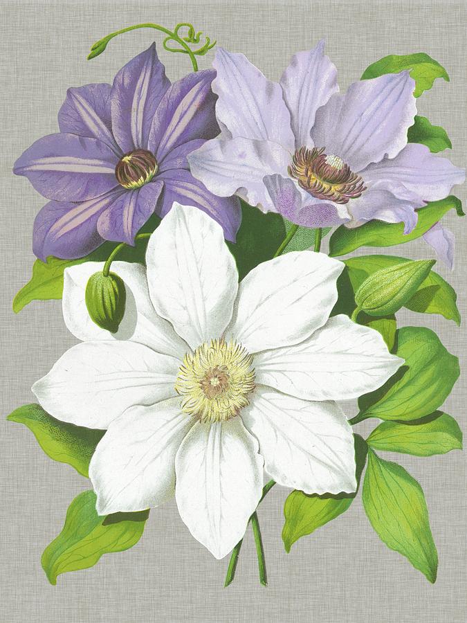 Clematis Blooms II Painting by Pannemaeker - Pixels
