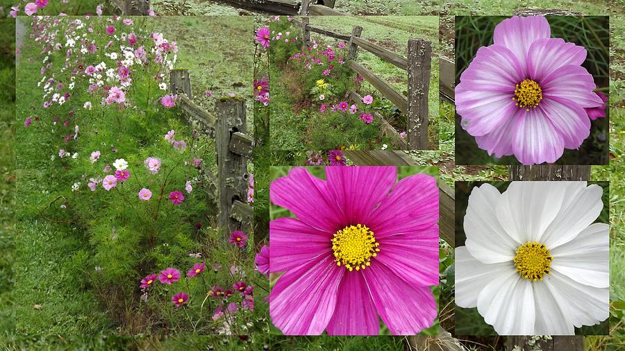 Clematis Collage Photograph by Linda Vanoudenhaegen - Fine Art America Clematis Collage Photograph by Linda Vanoudenhaegen - Fine Art America