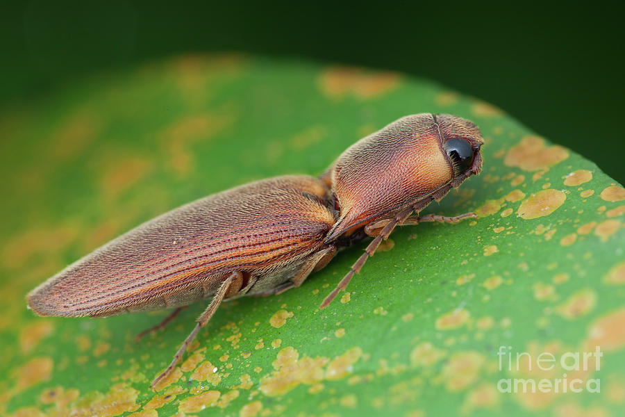 Click Beetle Photograph by Melvyn Yeo/science Photo Library - Pixels
