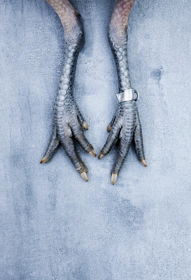 Close Up Of Blue Chicken Legs Digital Art by Line Klein - Pixels